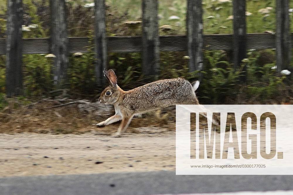 Pacific Grove, California, US: Brush Rabbit Runs Down The Side of the ...