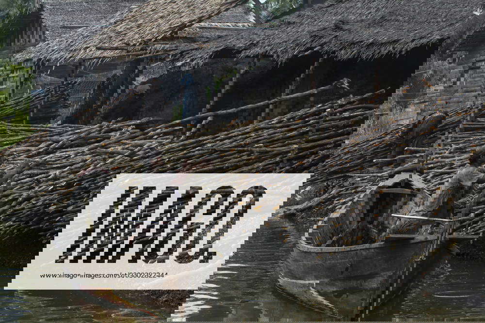 The Mangrove Wood A Natural Warmer - Indonesia A fisherman collects ...