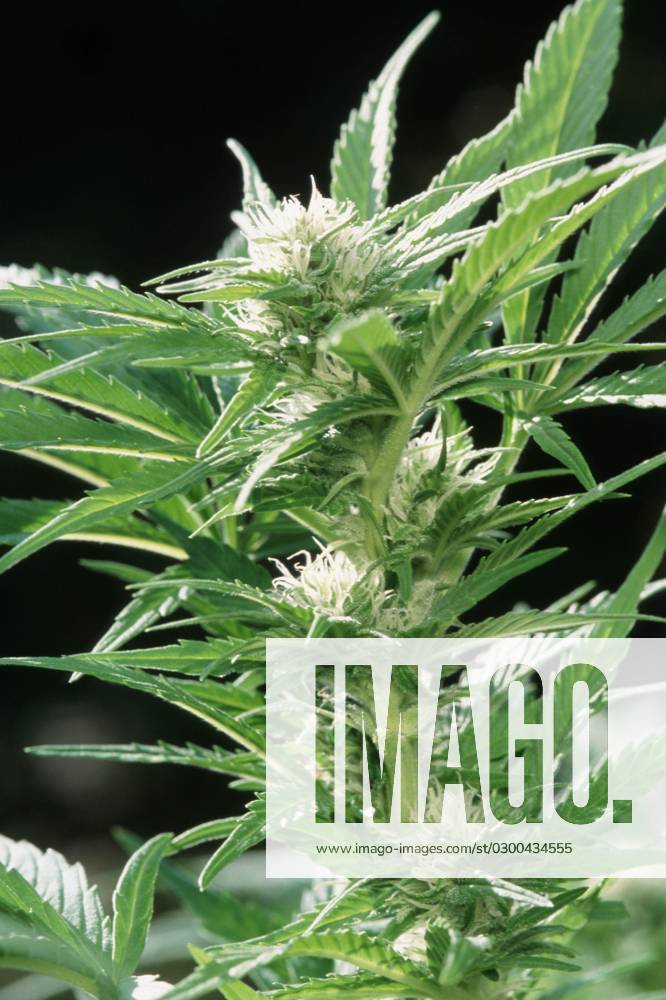 Indian Hemp, Indian Cannabis indica Hemp, Hemp Cannabis Sativa growths