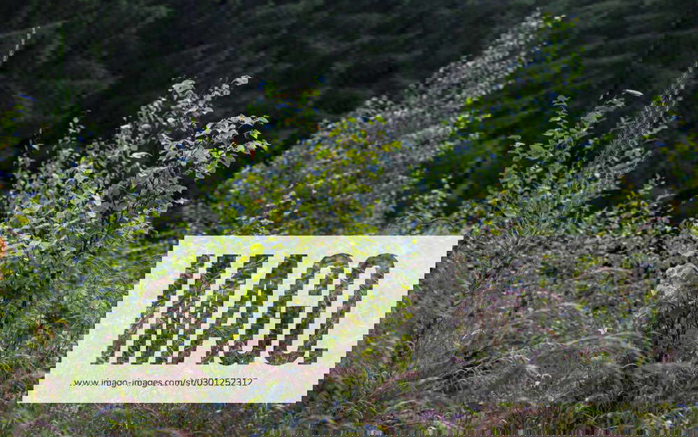 The reforested area from 2020, which people helped to reforest as part ...