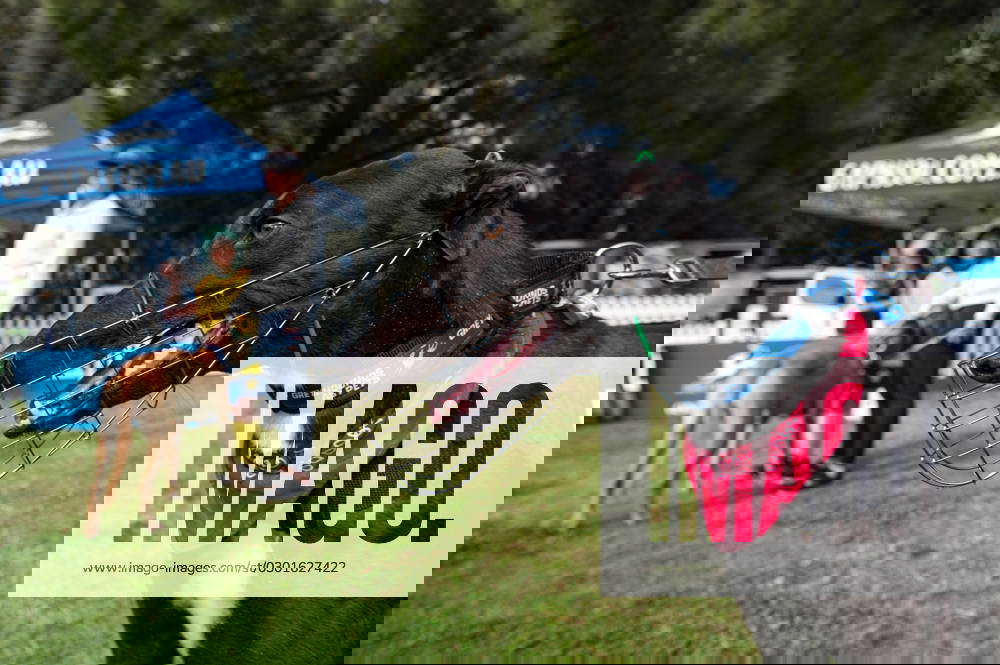 TIM CAHILL GREYHOUNDS ADOPTION DAY, Tim Cahill, the inaugural ...