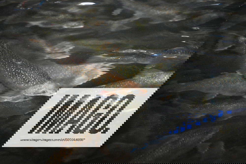 Arctic Char Swimming