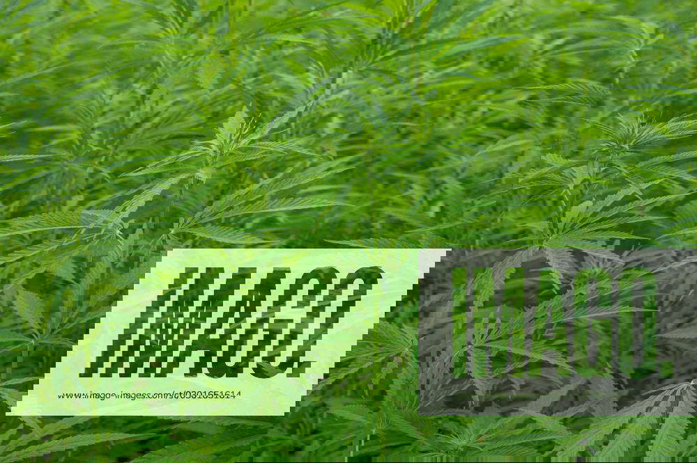 Hemp Farming Commercial - Economy Photo shows a field of hemp wich can ...