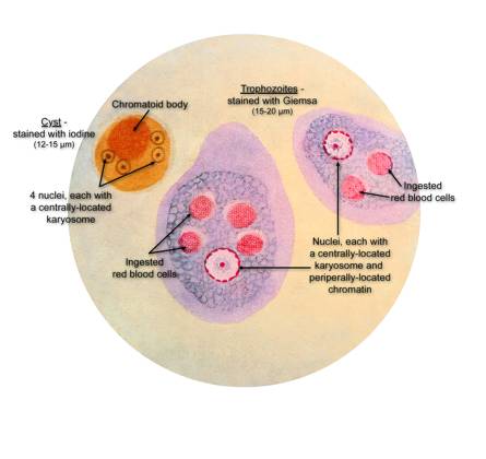 Entamoeba histolytica This illustration of a composite photomicrograph ...