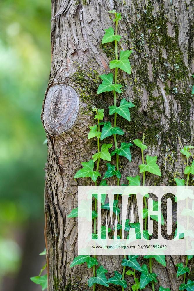 Syndication: The Enquirer Ivy creeps up a tree on Aug. 17, 2023 at the ...