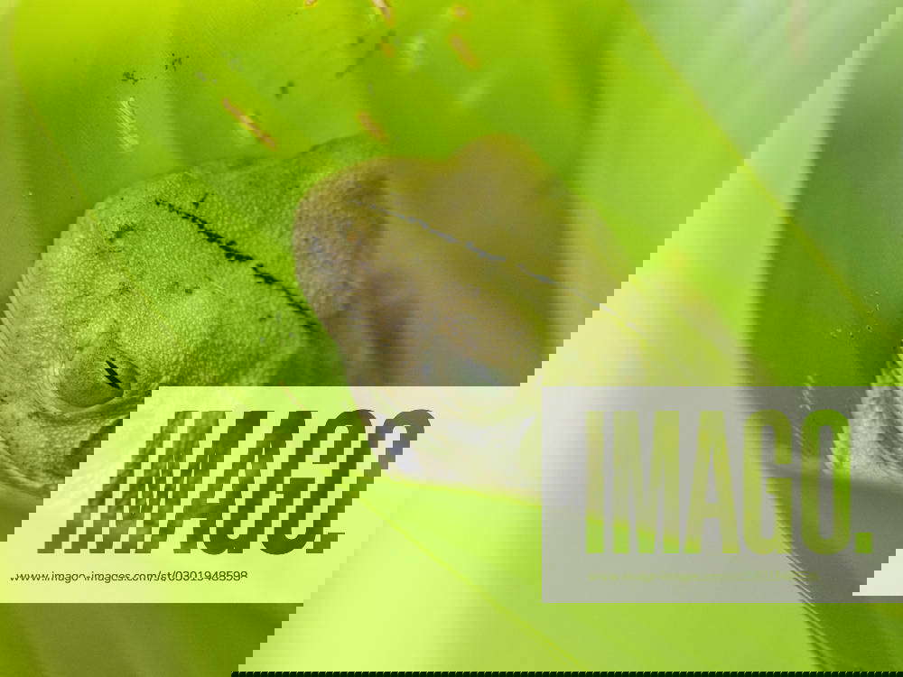 An adult Rosenberg s gladiator treefrog in a leaf during the day, Rio ...