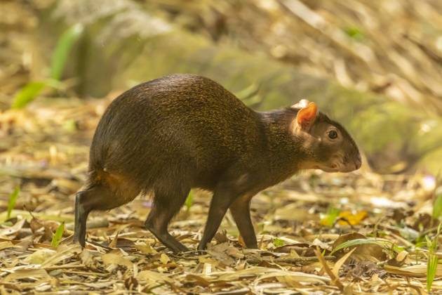 Caribbean, Trinidad, Asa Wright Nature Center. Agnosia clearwing ...