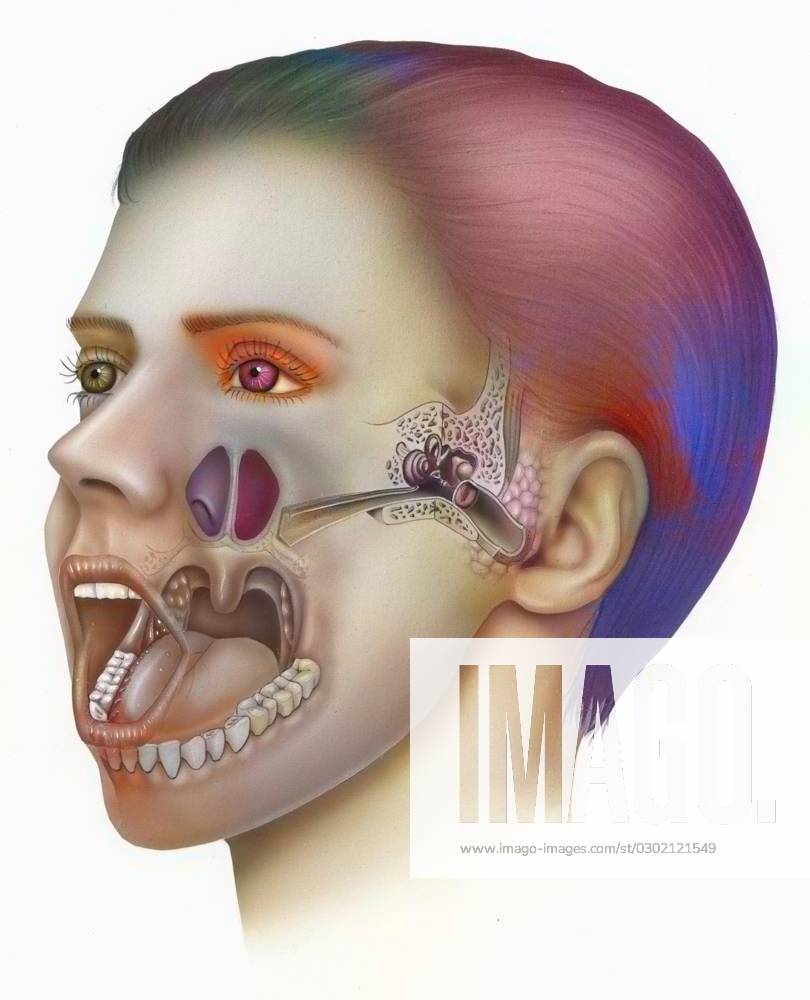 Orl drawing Otorhinopharynx with oral cavity, nasal cavity, pharynx ...