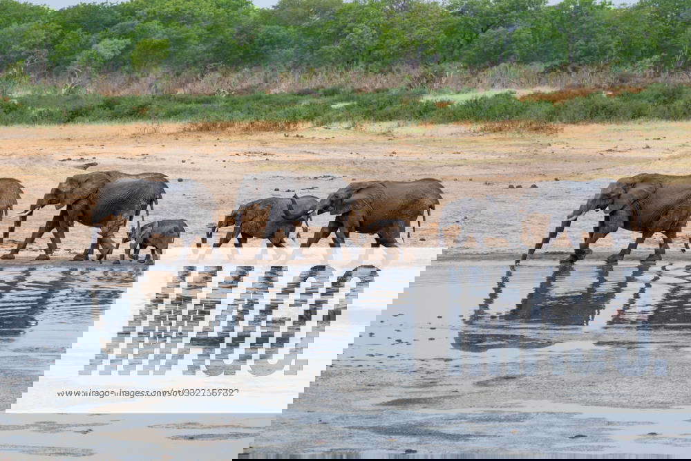 Elephants at Hwange national Park, Zimbabwe Chobe Simwanza, North-West ...