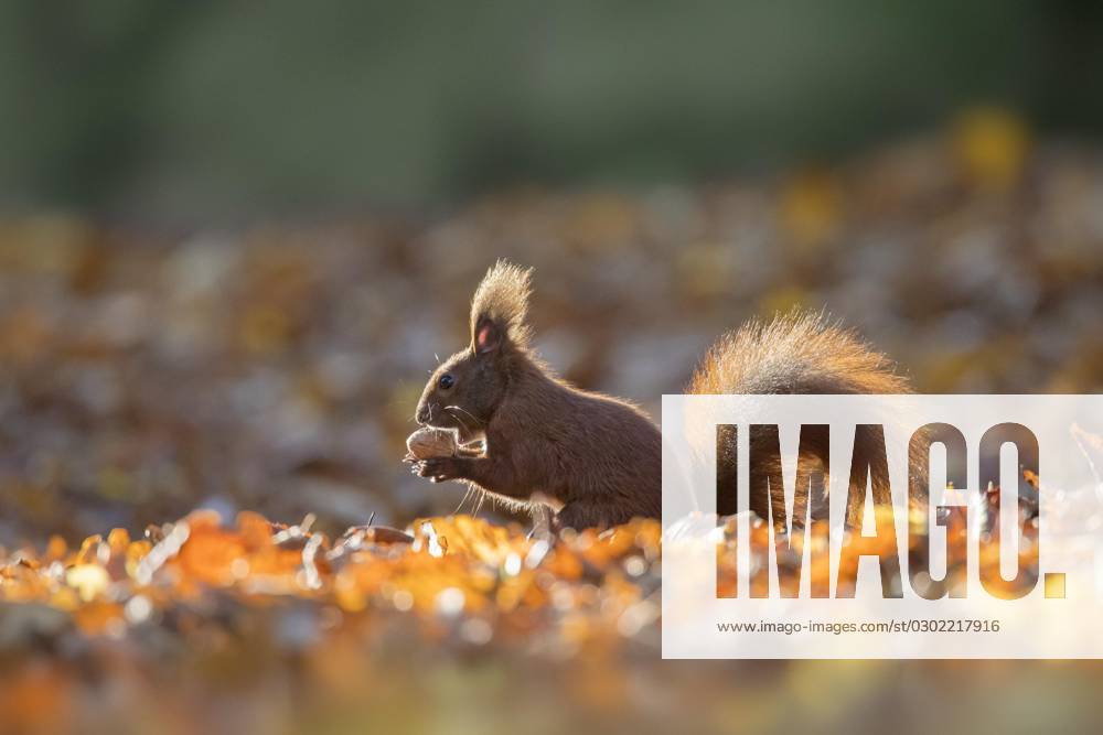 Niedliches Red Squirrel Sciurus vulgaris at Collect from Nuts at the ...