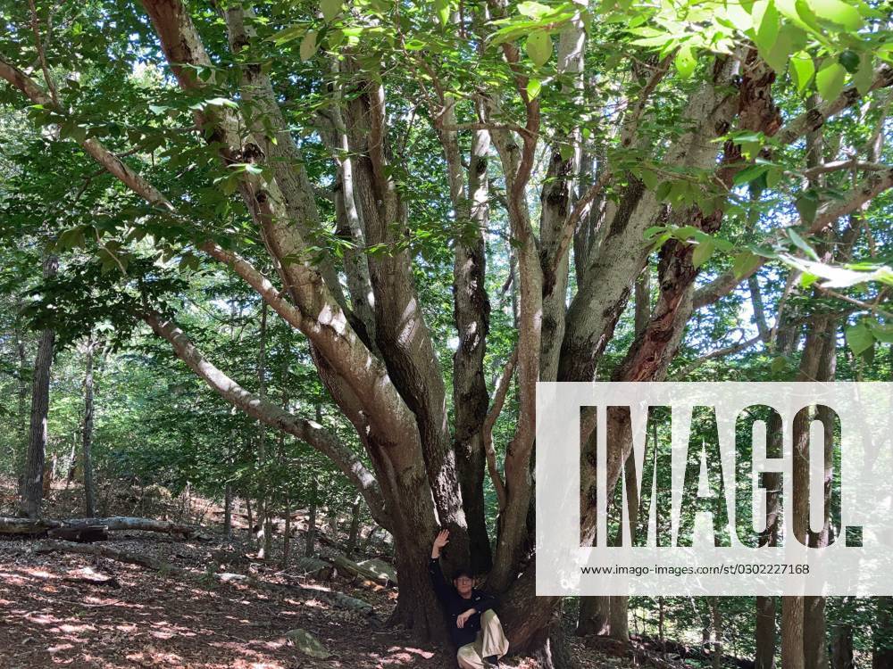 Syndication: Cape Cod Times A giant beech tree and a pipsqueak human ...