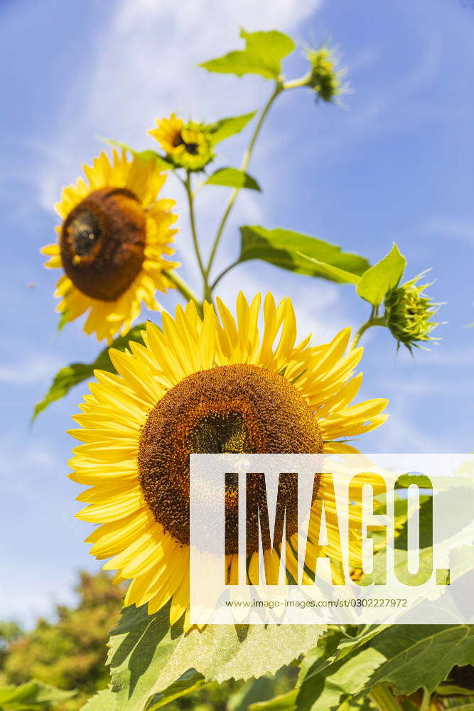 USA, Washington State, Fort Vancouver National Historic Site. Sunflower ...