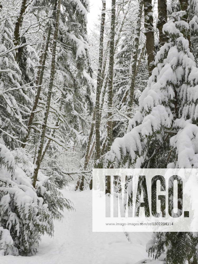 Washington State, Tiger Mountain State Forest. Snow covered trail and trees