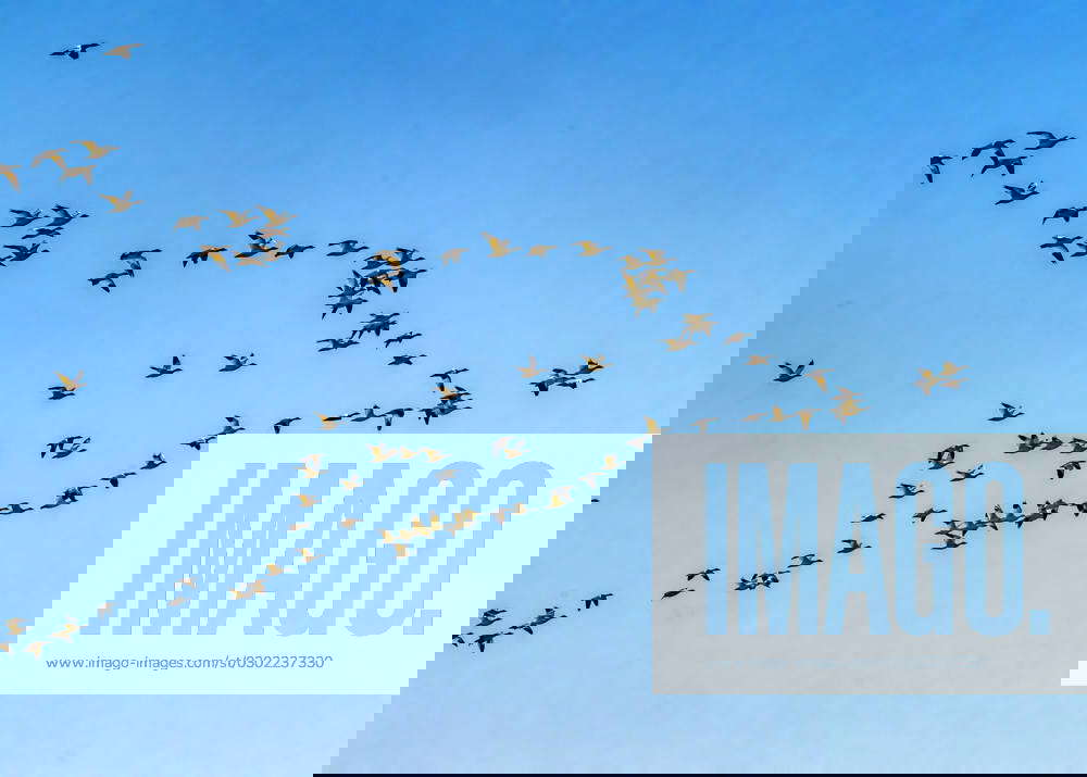 Snow geese flying in formation, Skagit Valley, Washington