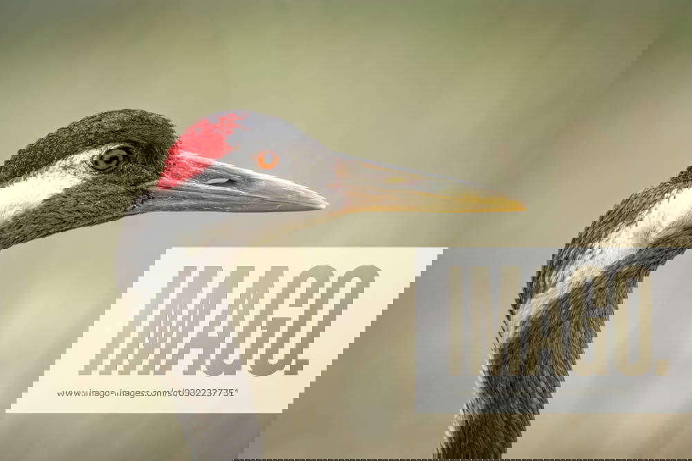 USA, Wisconsin, Crane Refuge. Common or Eurasian crane head