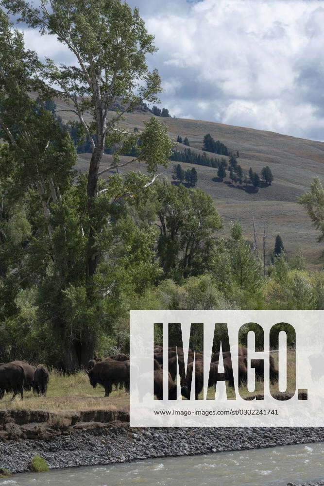 USA, Wyoming. Bison in the Lamar Valley, Yellowstone National