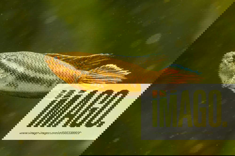 Red Sharp-tailed macropod, Sharp-tailed macropod, Spitz tail Paradise ...