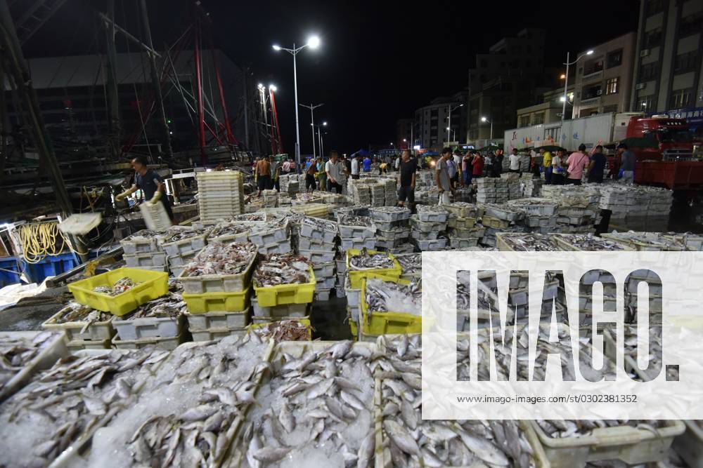 YANGJIANG, CHINA - AUGUST 29: Fishermen arrange crates of freshly ...