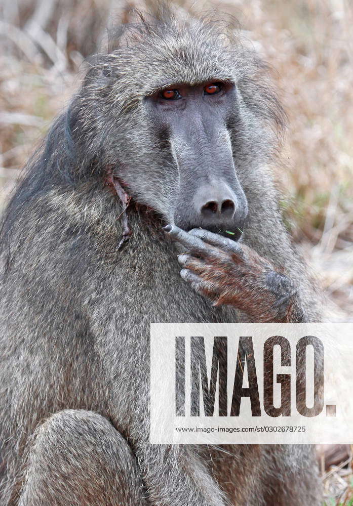Pavian zeigt Mittelfinger, Kruger Nationalpark, Südafrika; baboon shows ...