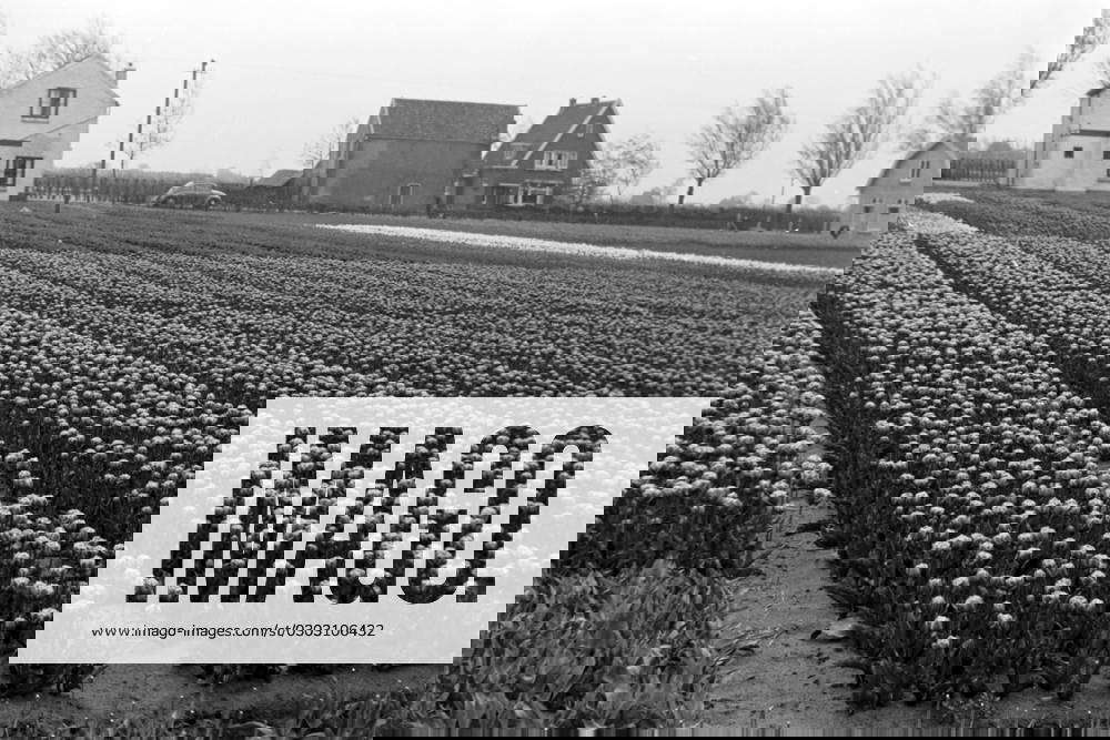 Zu Besuch in Lisse Tulpenfeld in Lisse, 1955. Field of tulips in the ...