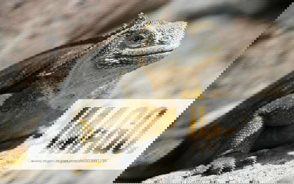 Druse head Conolophus subcristatus Portrait, North Seymour Island ...