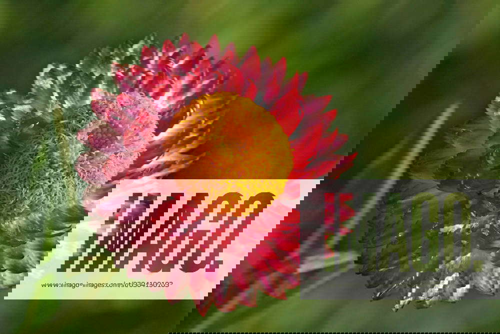 Helichrysum bractaetum, Strohblume Helichrysum bractaetum, Strohblume