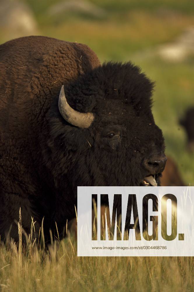 Bison (Bison bison) Male in rut. Yellows Bison (Bison bison) - Wyoming ...