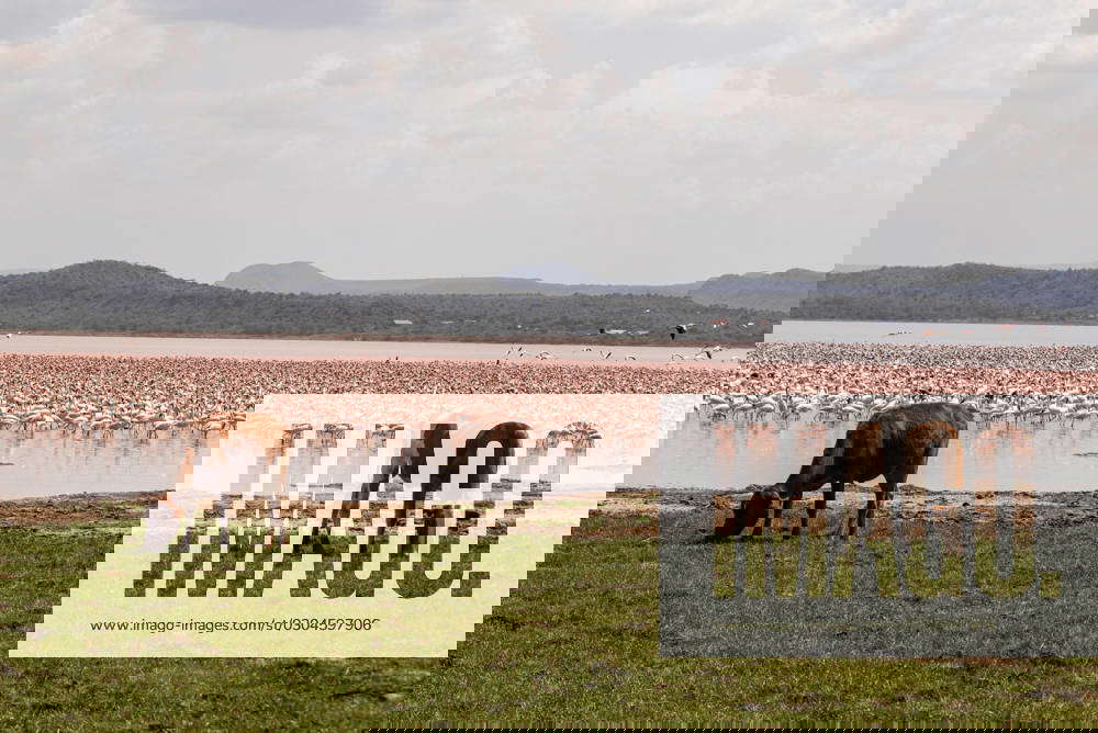 Flamingos at Lake Solai in Nakuru, Kenya - 17 Sept 2023 Cows graze in ...