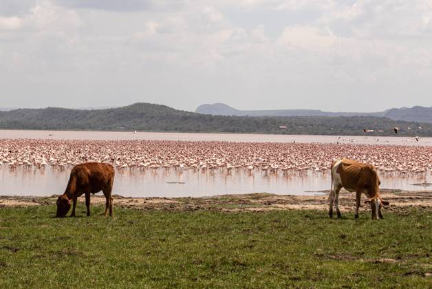 September 17, 2023, Nakuru, Kenya: Cows graze in front of flamingos at ...
