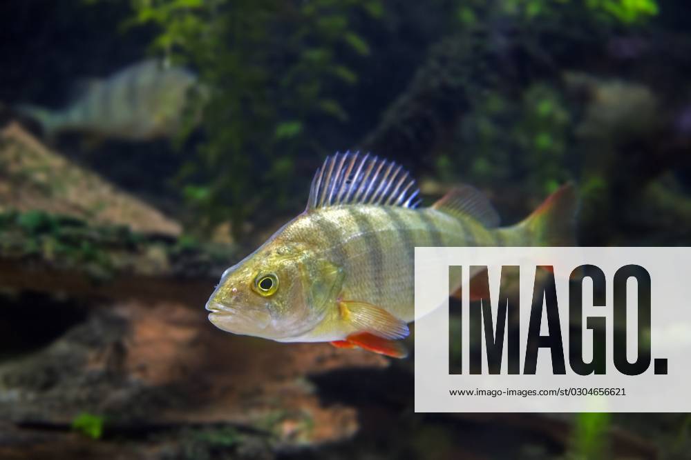 European perch common perch redfin perch English perch, predatory ...