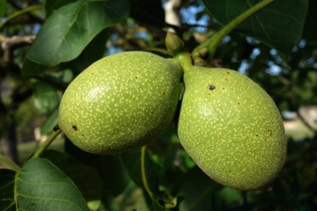 Unripe walnuts on the tree
