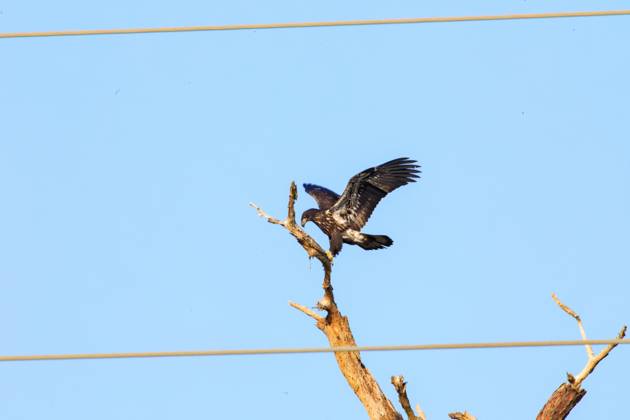 Baby Eagle Flight Day. A baby American bald eagle is perched high in a ...