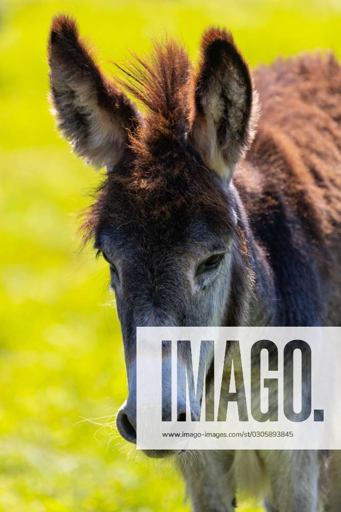 Donkey foal, Portrait, House donkey Equus asinus asinus , Donkey ...