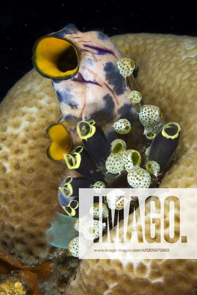 Tunicates or ascidians, Polycarpa aurata, Clavelina robusta and ...