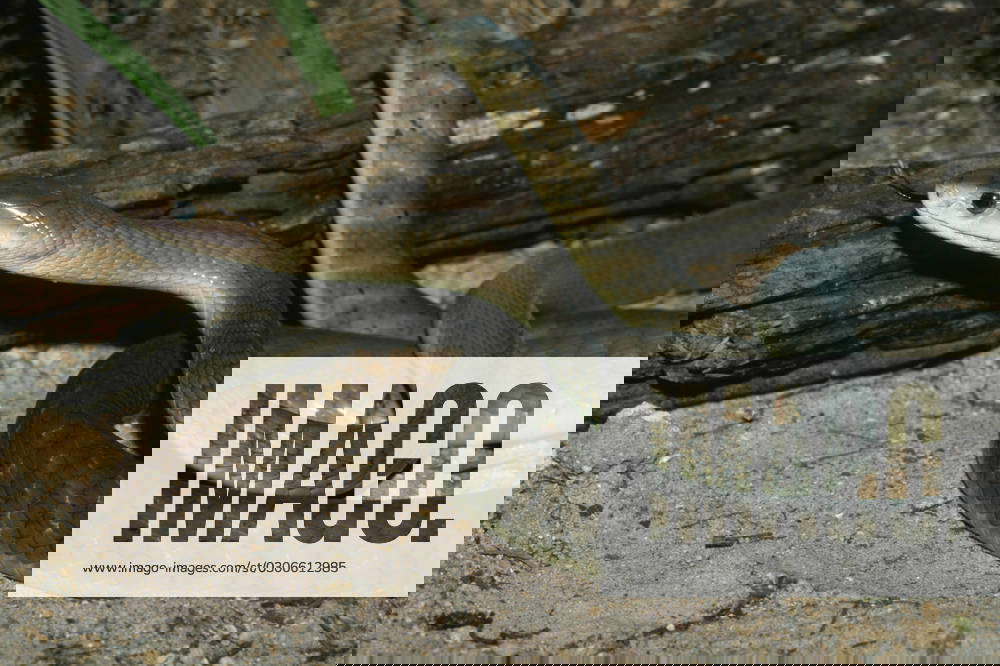 BLACK MAMBA BLACK MAMBA Dendroaspis polylepis extremely venemous and ...