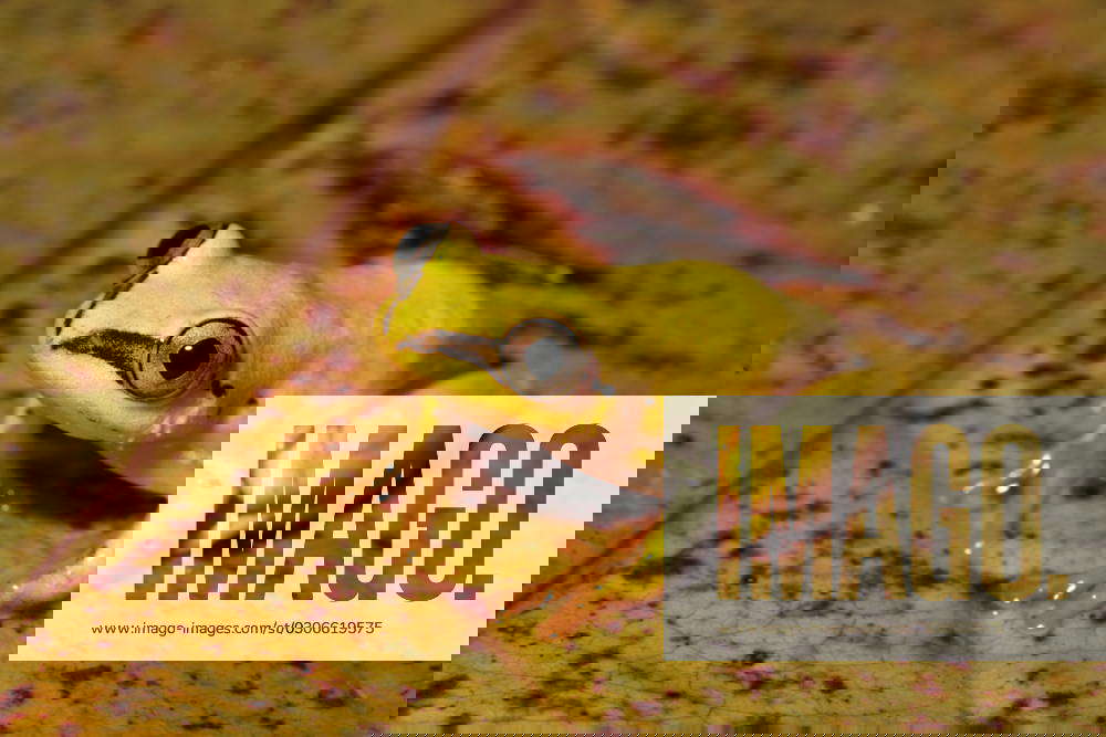 MADAGASCAR REED FROG MADAGASCAR REED FROG Heterixalus madagascariensis ...