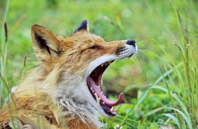 Red Fox, Alaska. America.......... Red Fox, Alaska. America, North ...
