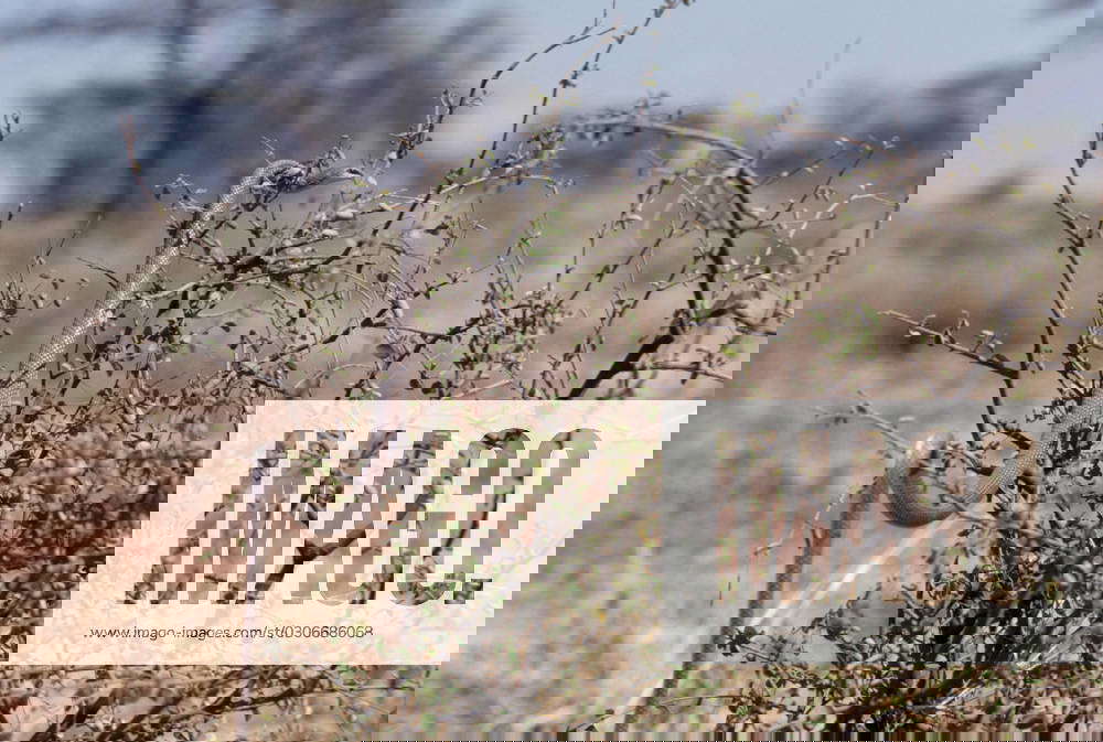 Rufous Beaked Snake rear fanged Rhamphio.......... Rufous Beaked Snake ...