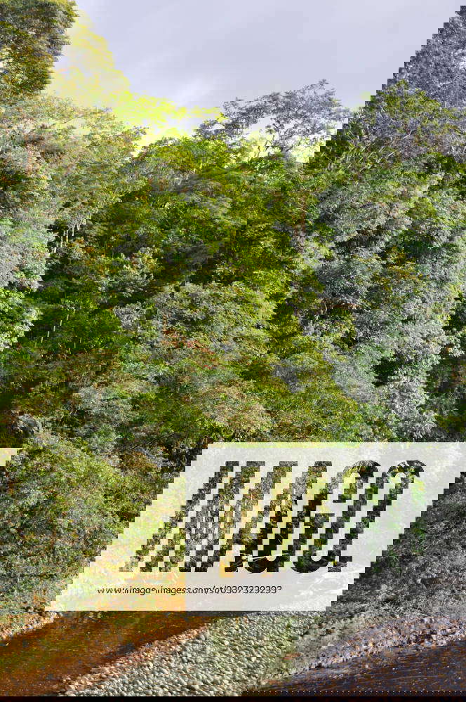 Rio Sarapiqui landscape, Selva Verde Nat.......... Rio Sarapiqui landscape, Selva Verde Nature