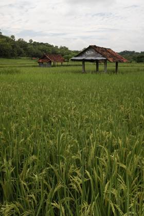 Rice fields that are still green and beautiful Kuningan, West Java ...