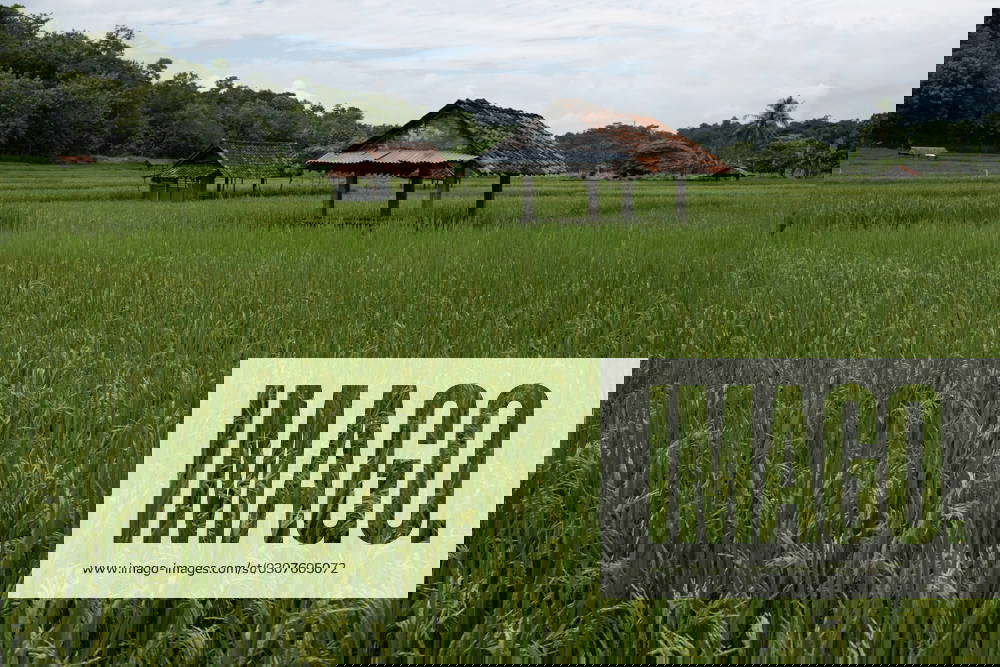 Rice fields that are still green and beautiful Kuningan, West Java ...