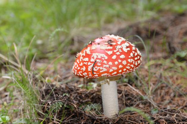 Fliegenpilz Fliegenpilz, pilz, gift, giftig, giftpilz, Amanita muscaria ...