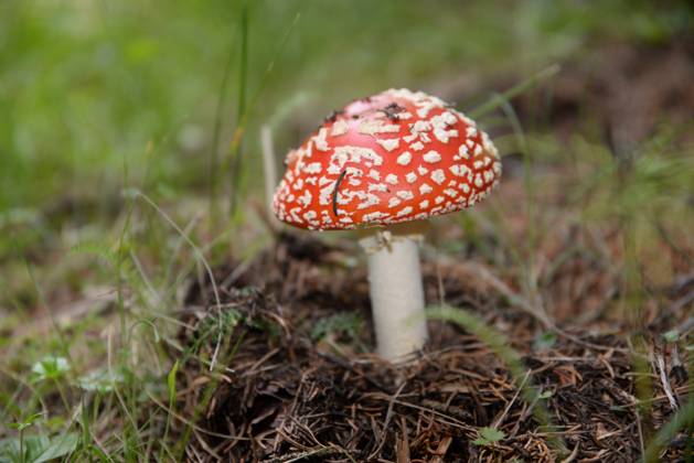 Fliegenpilz Fliegenpilz, pilz, gift, giftig, giftpilz, Amanita muscaria ...