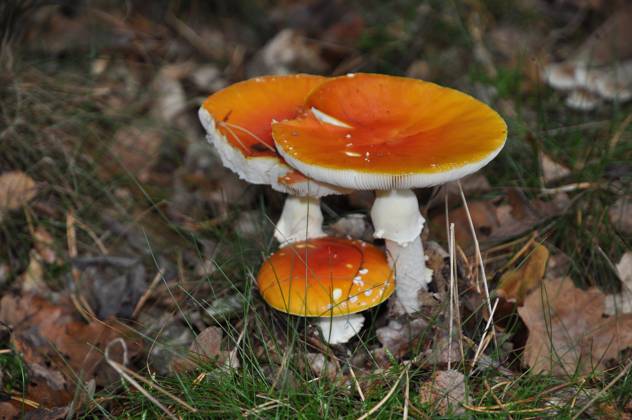 Fliegenpilz Fliegenpilz, pilz, gift, giftig, giftpilz, Amanita muscaria ...
