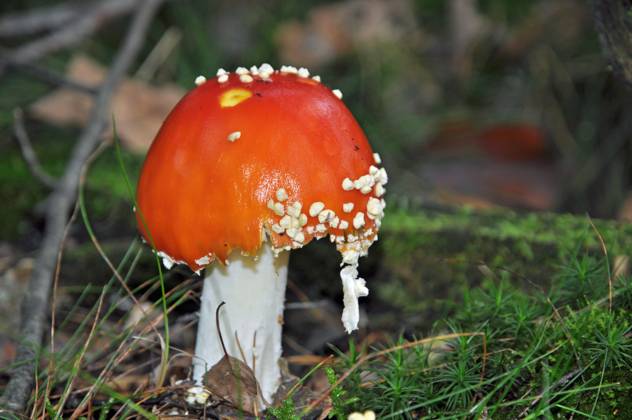 Fliegenpilz Fliegenpilz, pilz, gift, giftig, giftpilz, Amanita muscaria ...