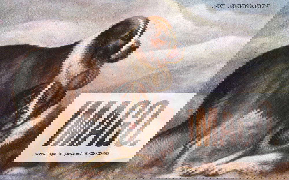 ST BERNARD RESCUE DOGS A pair of Saint Bernard rescue dogs, with their ...