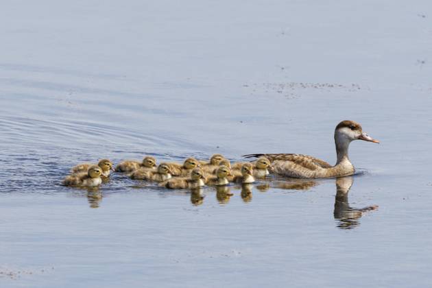 Paddled duck, Pistons Duck Netta rufina, with Eleven Dunenkueken at a ...