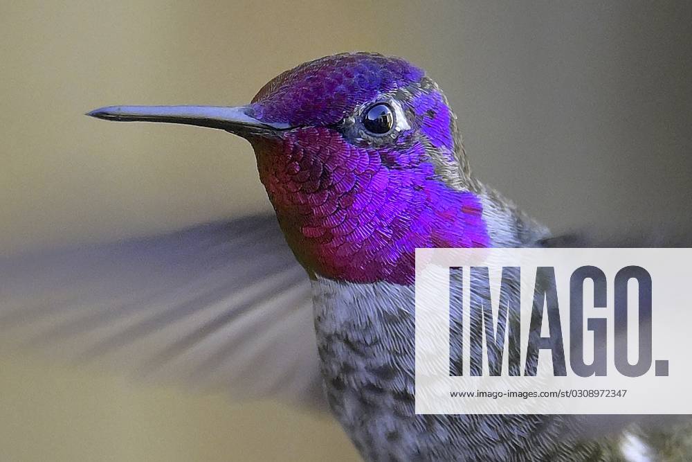 Pacific Grove, California, US: Male Anna s Hummingbird Singing and ...