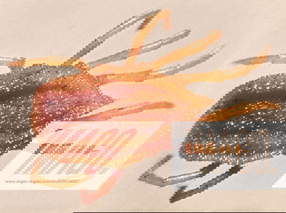 Tick Argasidae family soft ticks possess a leathery integument rather ...