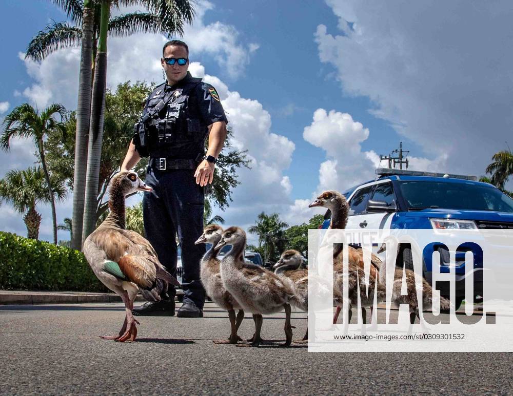 Syndication: Palm Beach Daily News A family of ducks receives ...